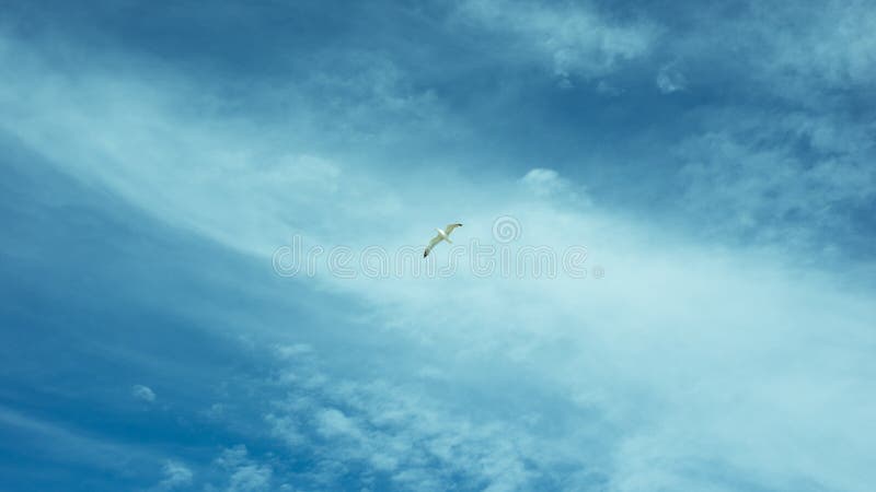 The Freedom To Be Able To Fly. Stock Photo - Image of white, wings ...