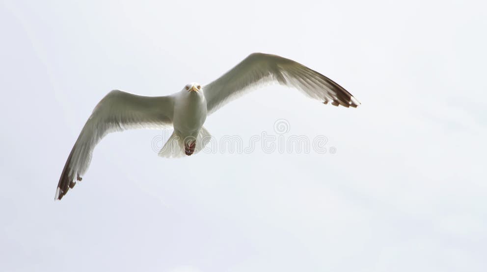 Seagull in flight stock image. Image of seagull, beauty - 26006479