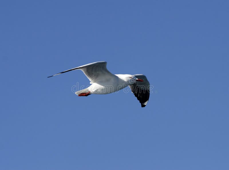 Seagull in flight stock photo. Image of seagull, fishing - 2856294