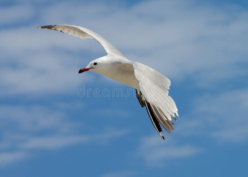 Seagull in Flight stock photo. Image of beauty, isolated - 52219366