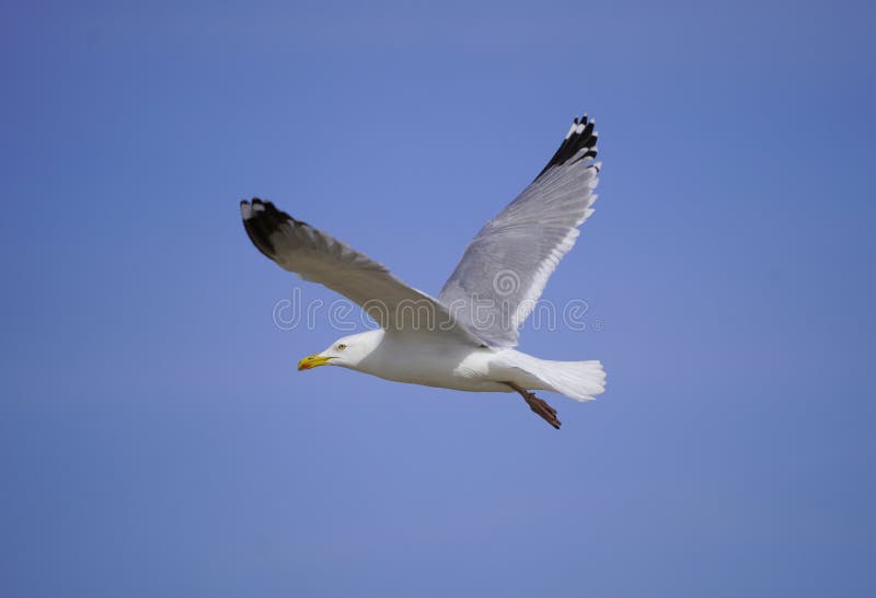 Seagull in flight. stock image. Image of animal, white - 259816773