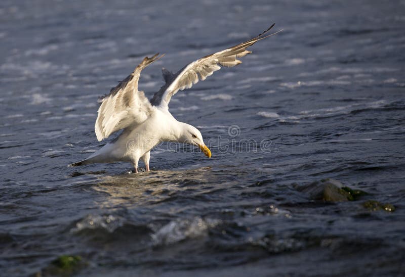 Seagull in flight stock image. Image of white, beak - 111449853