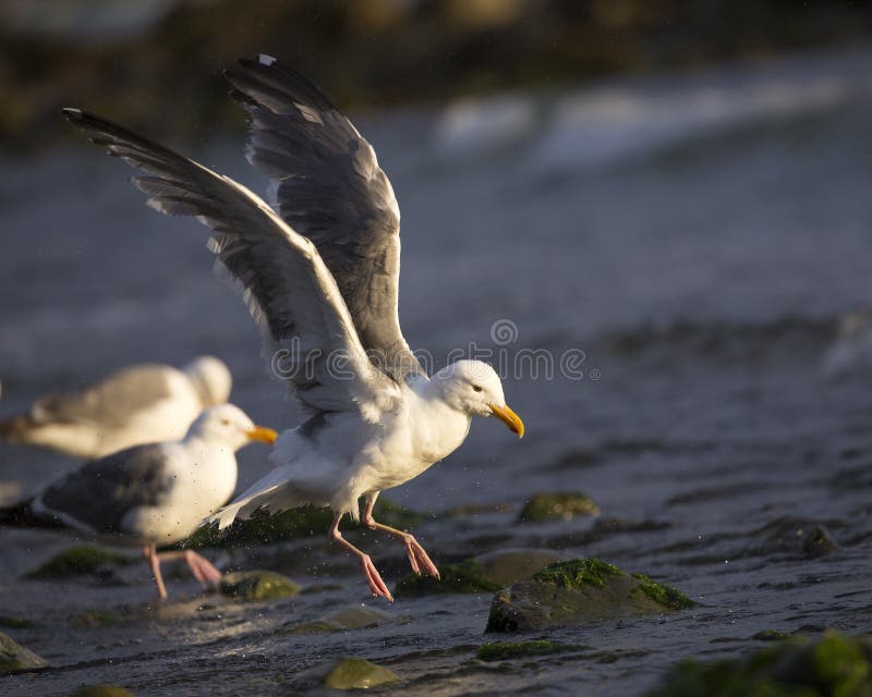 Seagull in flight stock photo. Image of seagull, freedom - 111449856