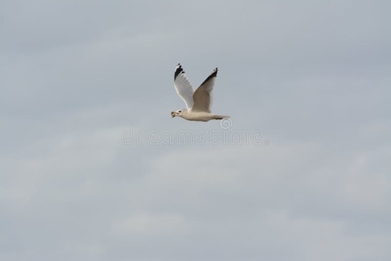 Seagull in Flight Carrying a Cockle Shell Stock Photo - Image of animal ...