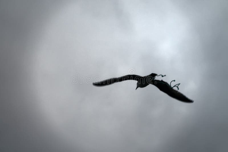 Seagull in Flight Entangled in a Plastic Rope Stock Photo - Image of ...