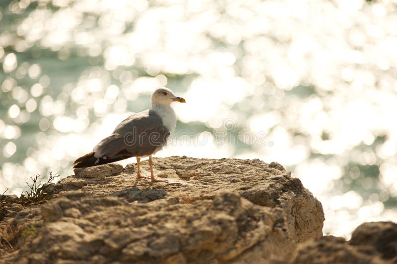 Seagull in flight stock image. Image of vision, beak - 35962509