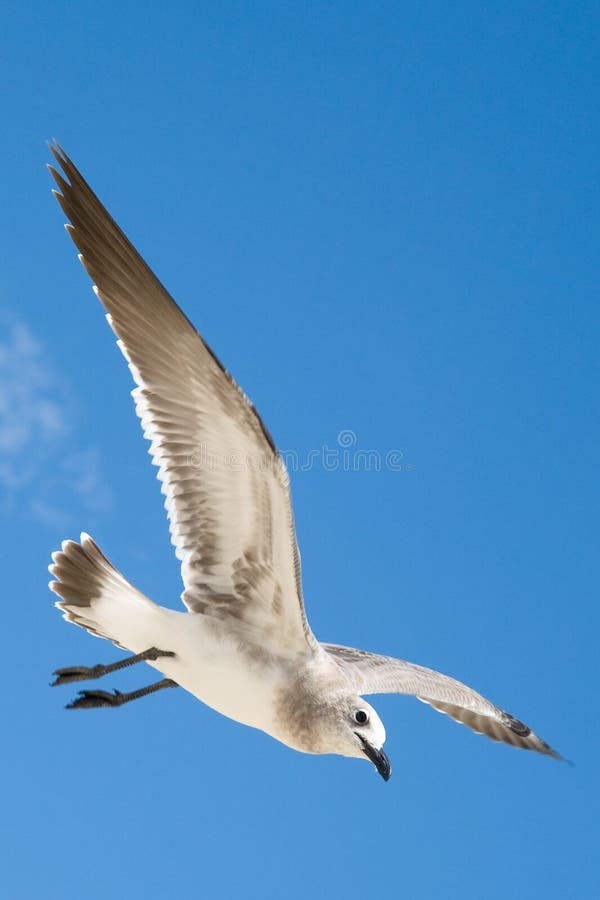 Seagull in flight stock image. Image of florida, america - 31266655
