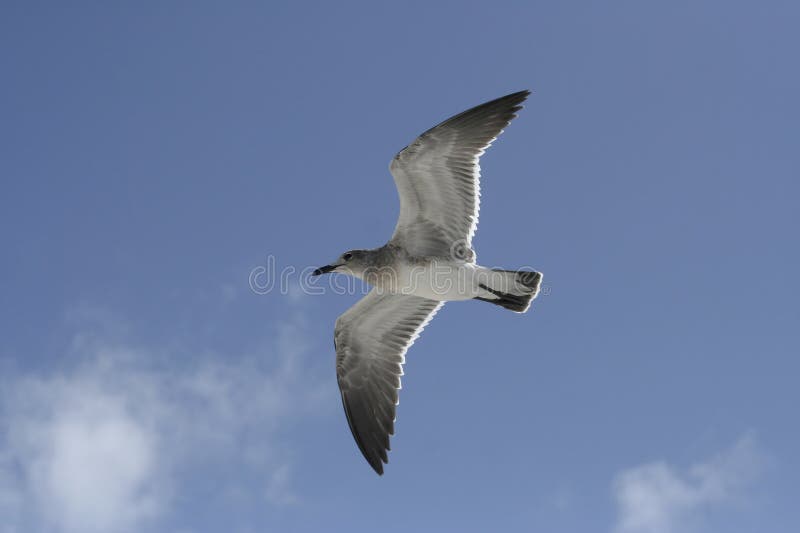 Seagull in Flight in Miami Beach, Florida Stock Photo - Image of ...