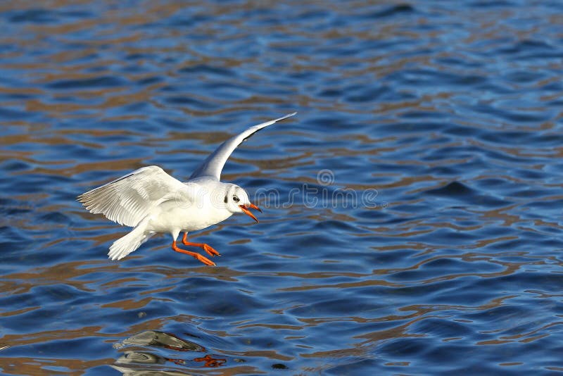 Seagull in Flight with Open Wings and Beak Stock Photo - Image of waves ...