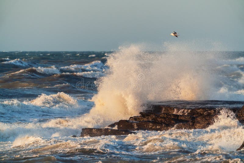 A Seagull Flight Over a Huge Wave, Sea Storm Stock Image - Image of ...