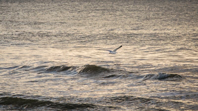 Seagull in Flight Over Water Stock Image - Image of marine, serenity ...