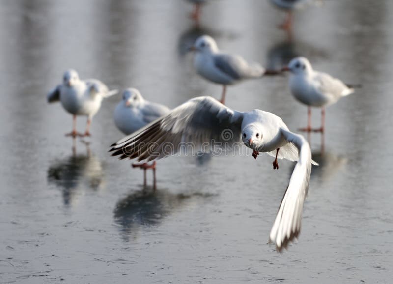 Seagull in flight stock photo. Image of colorful, baptize - 39570162