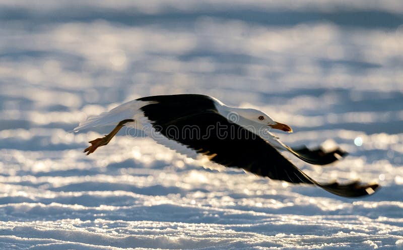 Seagull in Flight, Side View. Sunset Light Stock Image - Image of gull ...