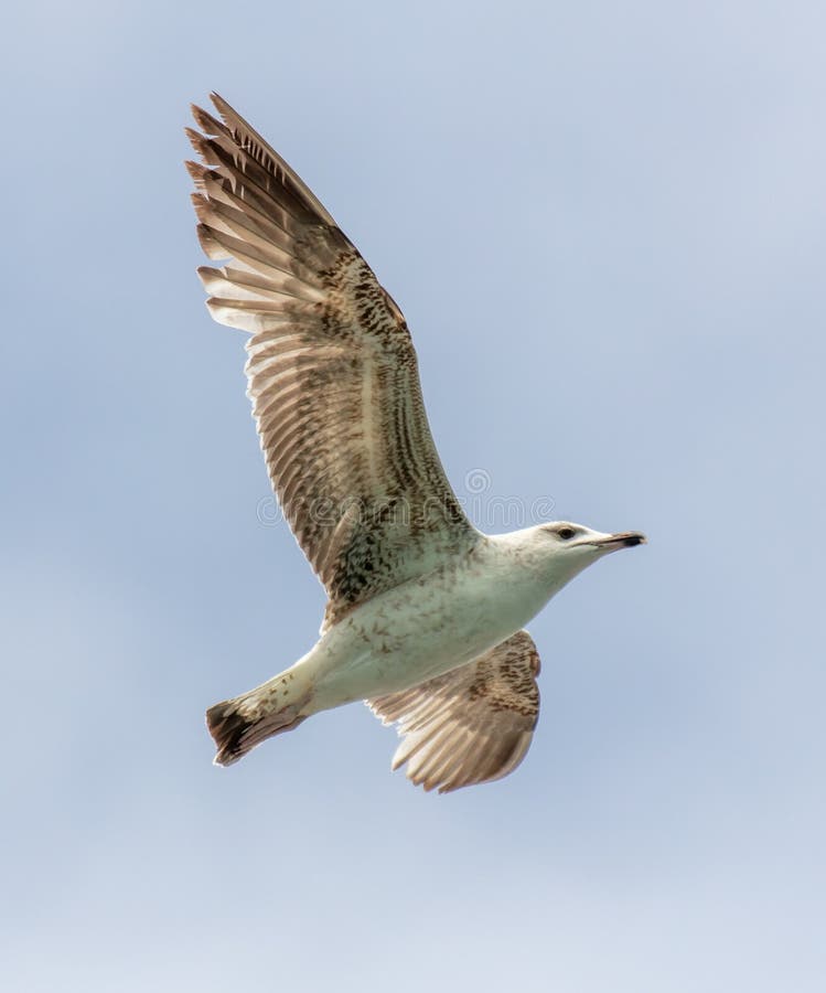 Seagull in Flight in the Sky Stock Photo - Image of ornithology, white ...