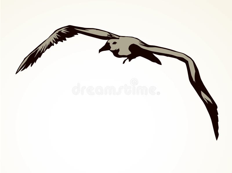 Seagull in Flight. Vector Drawing Stock Vector - Illustration of lake ...