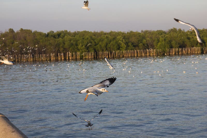 Flittering Sea Stock Photos - Free & Royalty-Free Stock Photos from ...