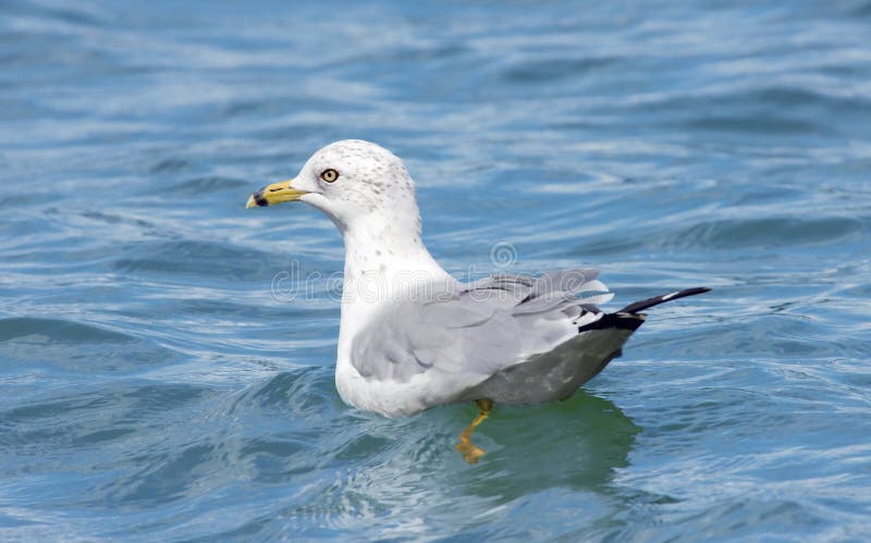 Seagull Floating in the Lake Stock Photo - Image of lake, avian: 27299338