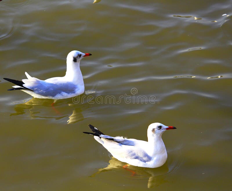 Seagull Floating in the Sea at Dusk. Stock Image - Image of white, gull ...