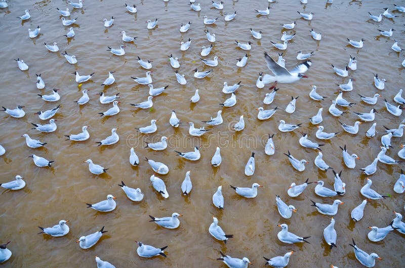 Seagull stock photo. Image of work, look, living, food - 32268670