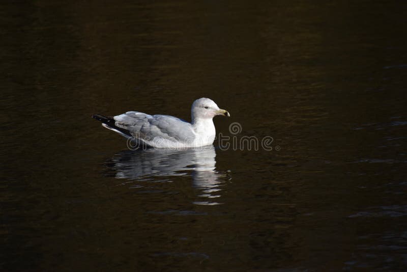 A Seagull, Floating on Water. Stock Image - Image of bird, nature ...