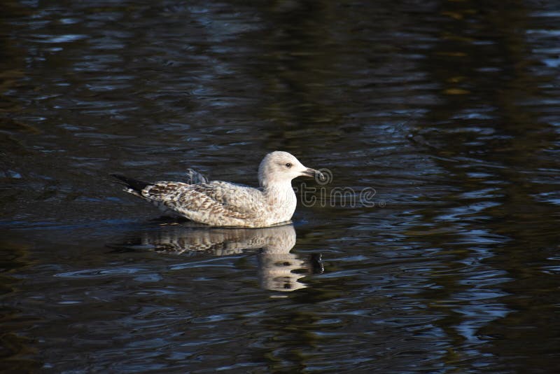A Seagull, Floating on Water. Stock Photo - Image of animal, bright ...