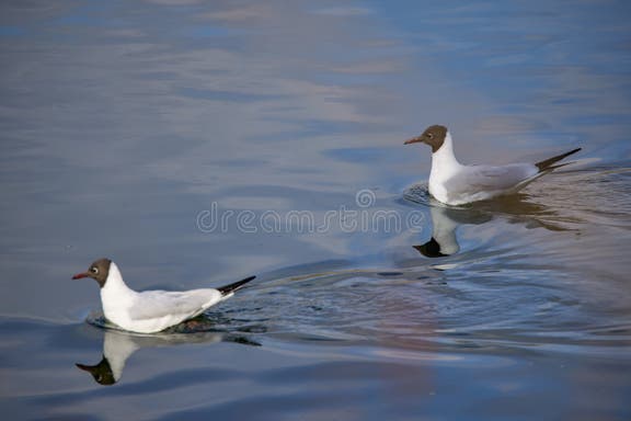 A seagull floats on water stock image. Image of birds - 365349359