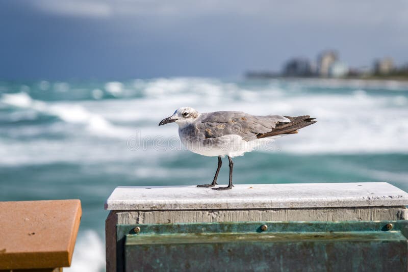 Seagull in Florida stock photo. Image of europe, travel - 206333130