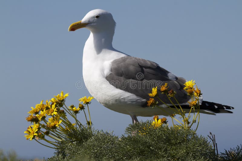 Seagull in flowers stock photo. Image of anacapa, ocean - 24252206