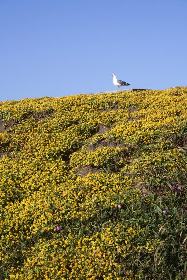 A Seagull and Flowers stock image. Image of ocean, iceplant - 7494325
