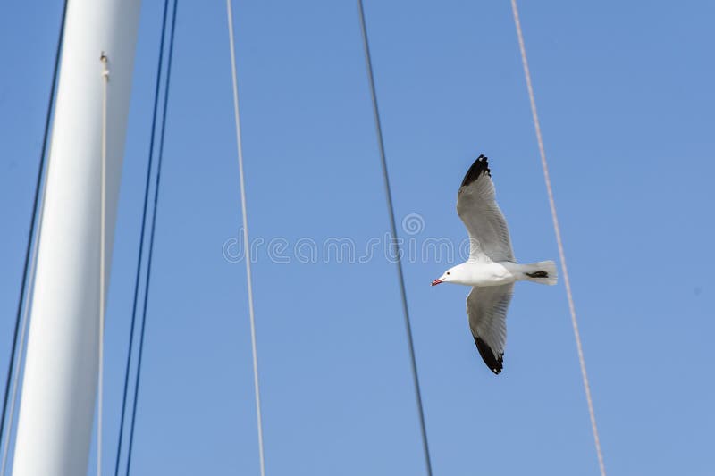 Seagull stock image. Image of wildlife, rigging, blue - 43045463