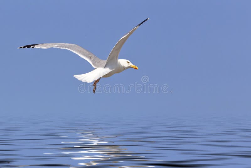 Gull Flying