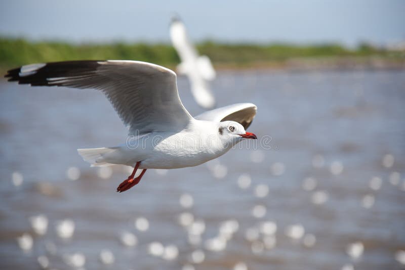Seagull fly over the sea stock image. Image of seabird - 74995493