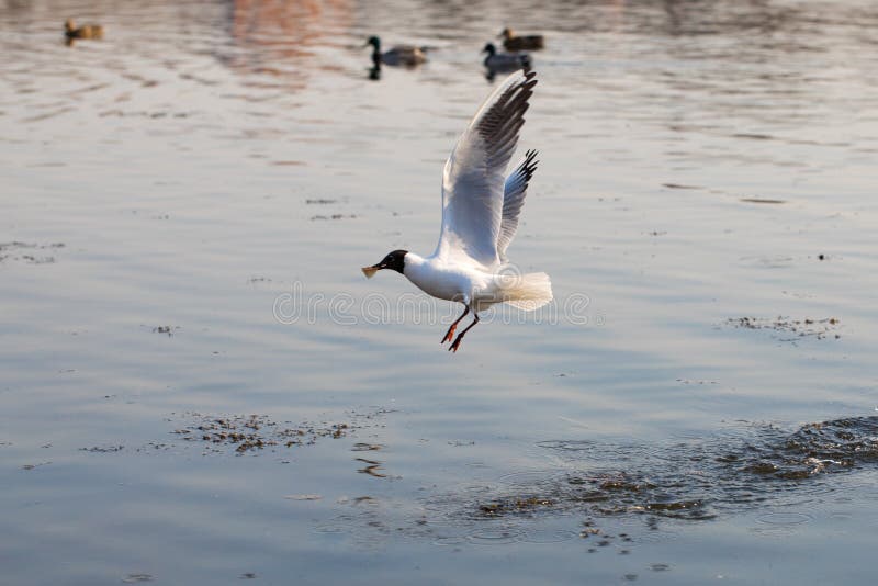 Seagull fly over water stock image. Image of seaside - 137126643