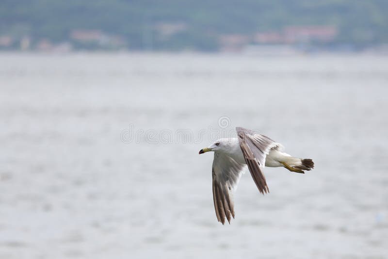 Seagull fly stock photo. Image of bird, ocean, flying - 32959512