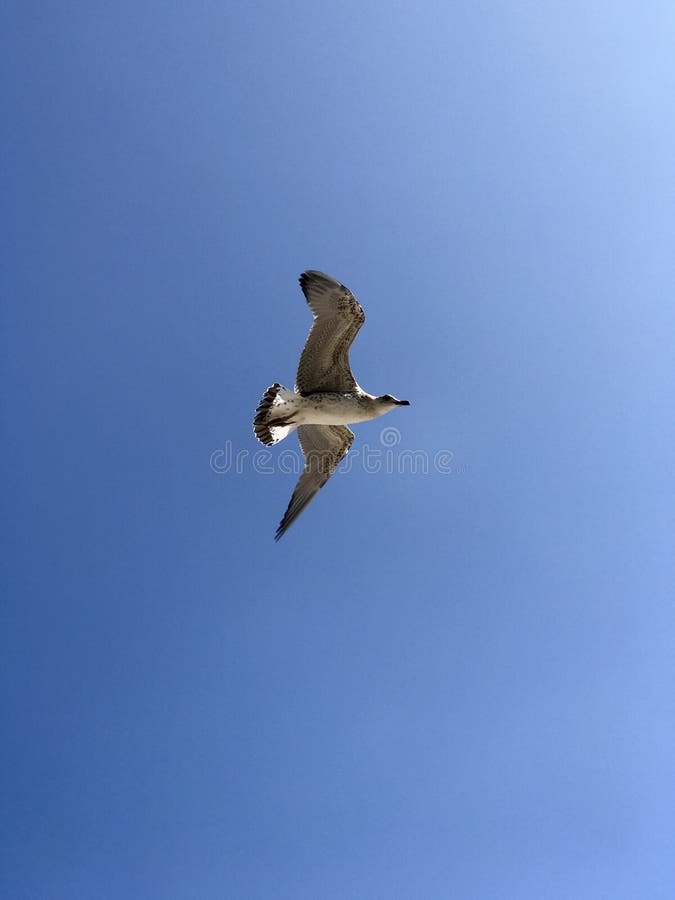 Seagull fly in the sky stock image. Image of ecology - 168428877