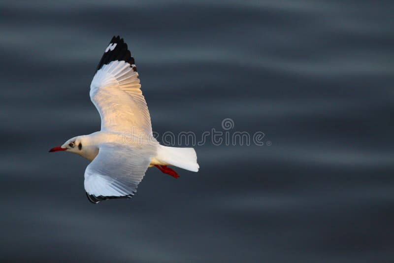 Seagull Fly Slowly Smooth Back Ground Stock Photos - Free & Royalty ...