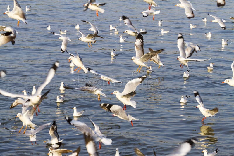 Seagull fly in water stock photo. Image of gull, bang - 52492638