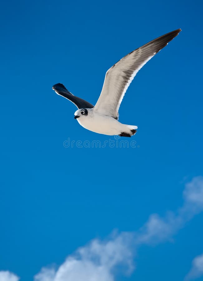 Seagull flying stock photo. Image of blue, wing, outdoors - 11812516