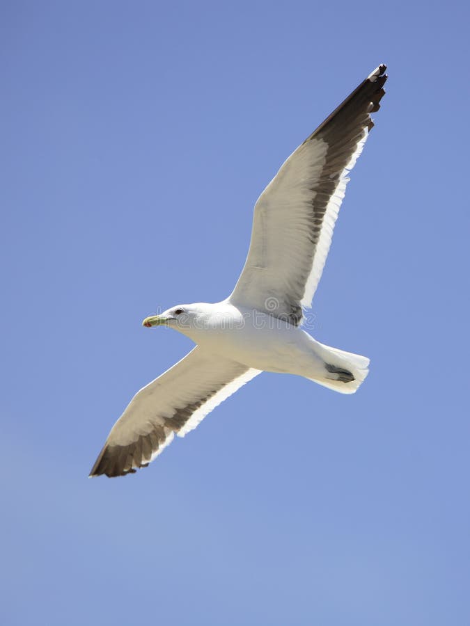 75,676 Seagull Flying Stock Photos - Free & Royalty-Free Stock Photos ...