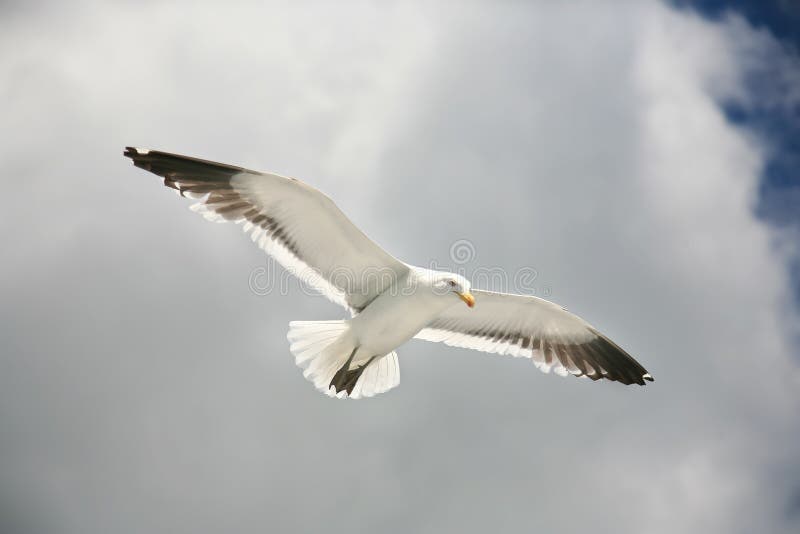 Seagull flying stock photo. Image of wildlife, flying - 17668860