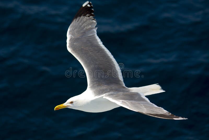 Seagull Flying Above the Aegean Sea Stock Photo - Image of summer ...
