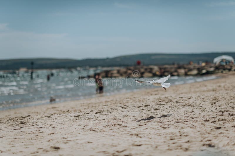 Seagull Flying Above the Sandy Beach. Stock Image - Image of relax ...