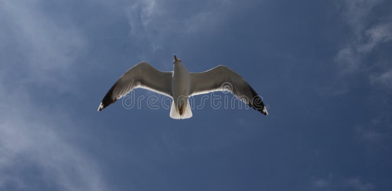 Seagull Flying, Against The Sun Picture. Image: 5594289