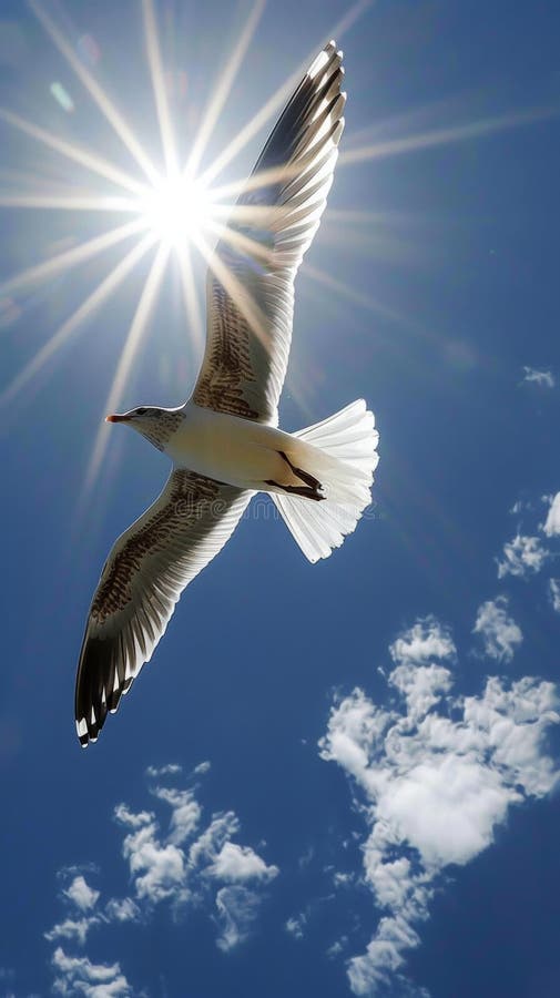 Seagull Flying Against the Sun in a Blue Sky with White Clouds Stock ...