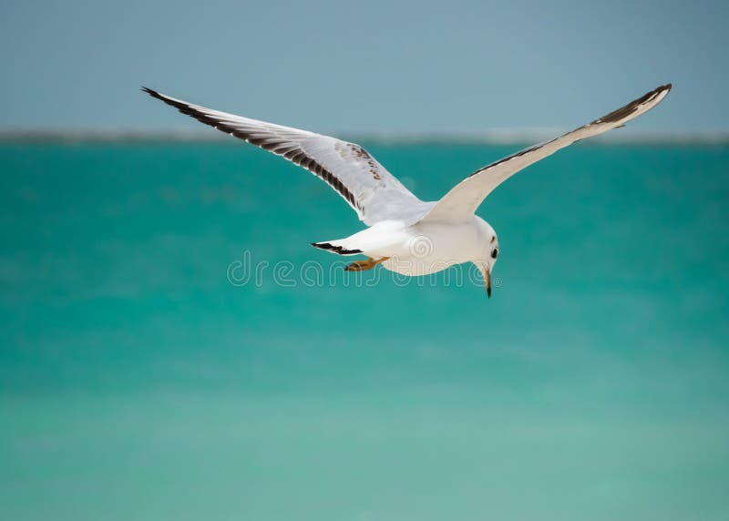 Seagull flying away stock photo. Image of gulls, explore - 26968114