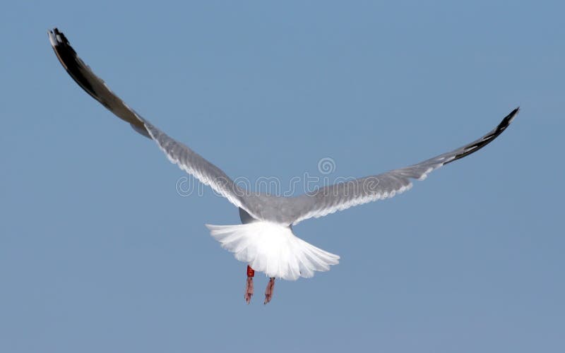 Seagull Flying Away stock image. Image of feathers, bird - 946709
