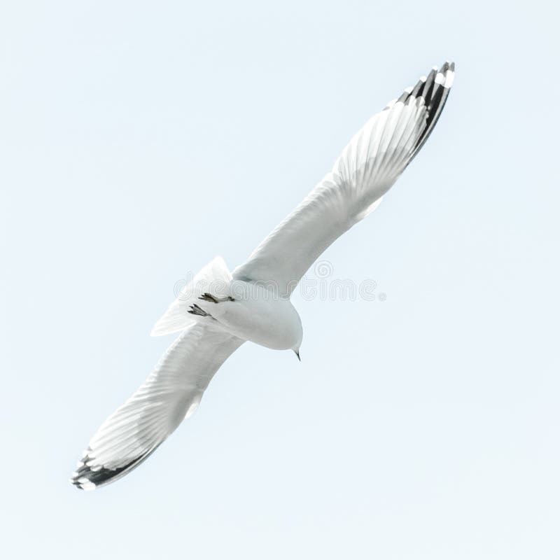 Seagull Flying Away with Wide Wing Span and Backlit by the Sun Stock ...