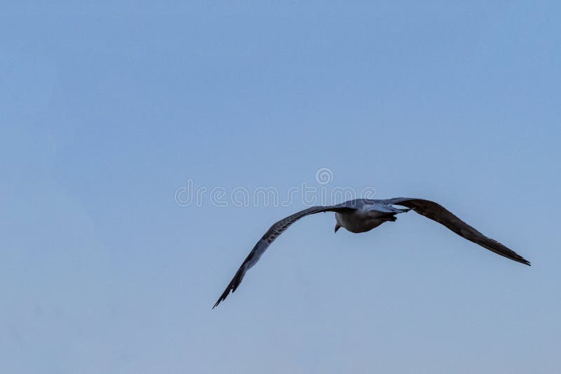 Seagull Flying Away Wings Spread from Behind Green Trees at Background ...