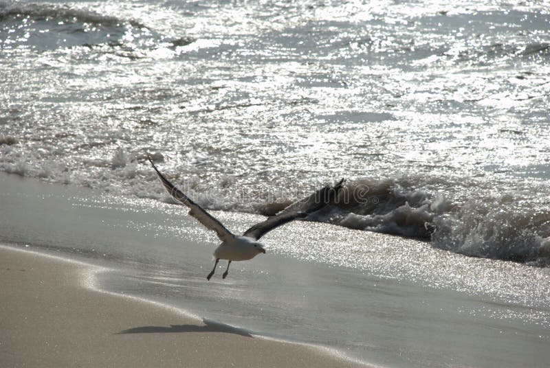 Seagull flying on beach stock photo. Image of seagull - 44778152