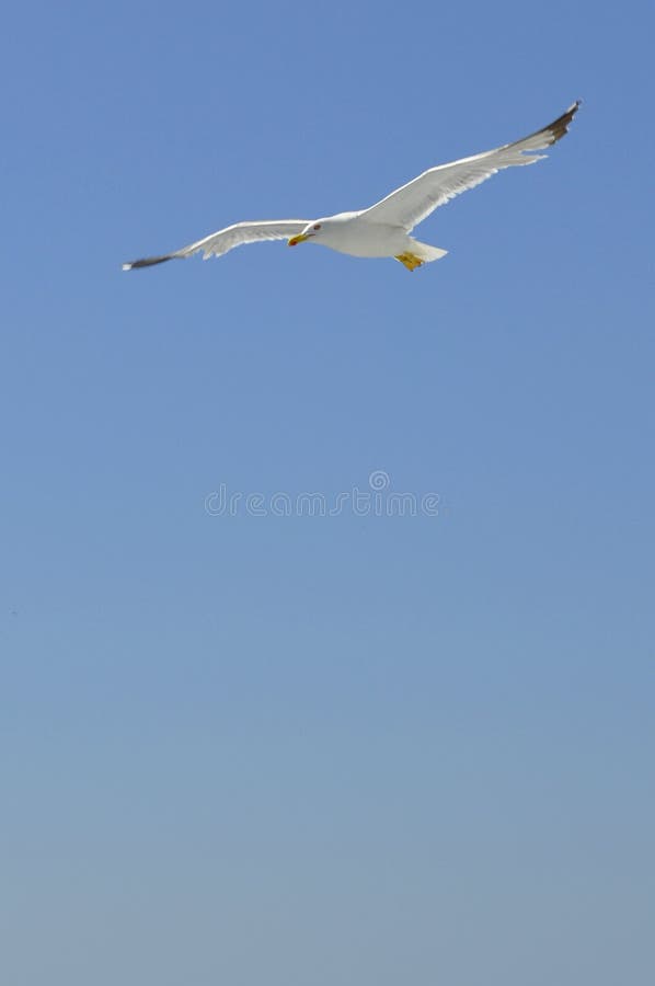 Seagull Flying on Blue Background Stock Image - Image of head, closeup ...